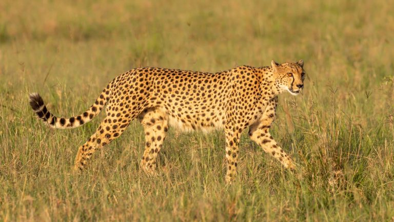 Ghepardul, cel mai rapid animal de pe glob, e pe cale de dispariție ...