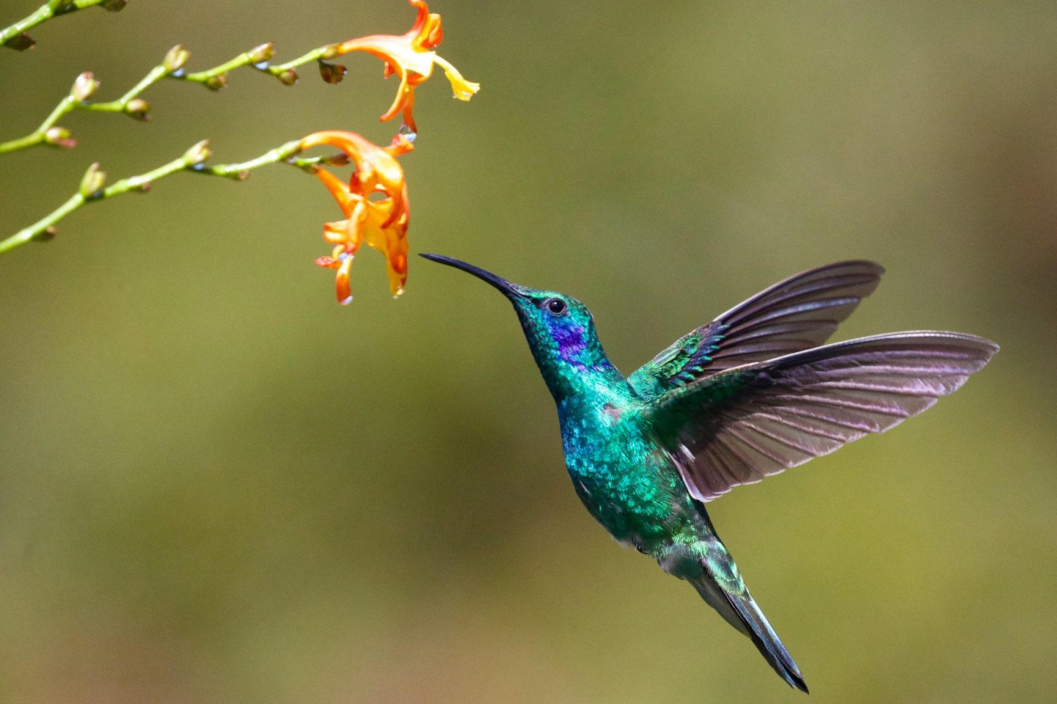 10 lucruri fascinante despre pasărea colibri | Zooland