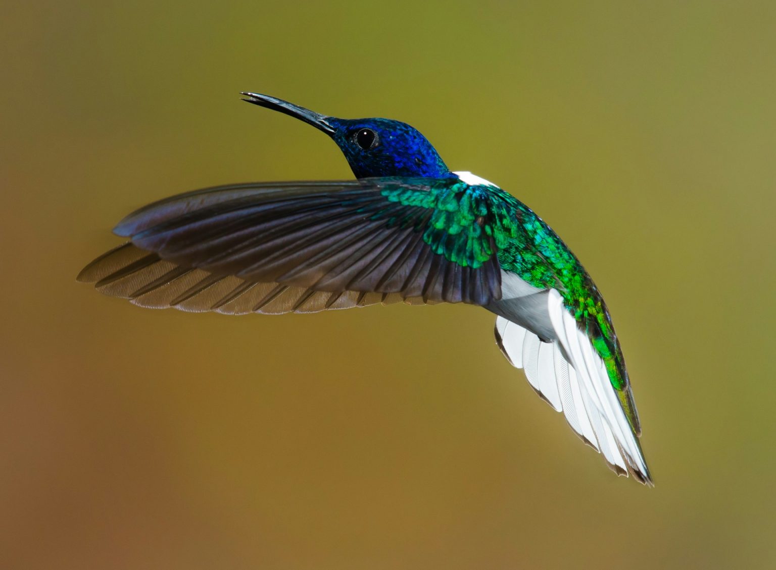 10 lucruri fascinante despre pasărea colibri | Zooland