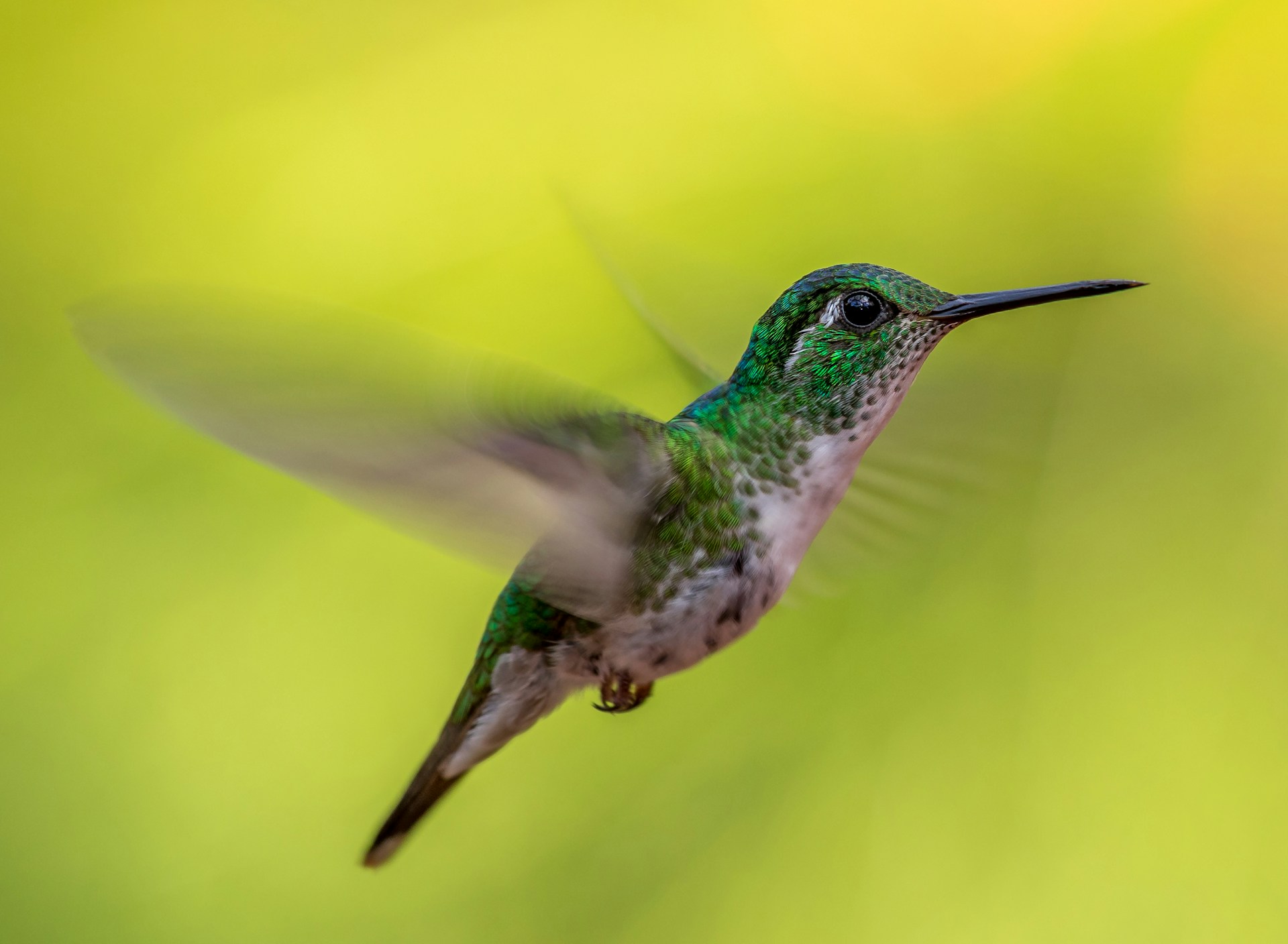 10 lucruri fascinante despre pasărea colibri | Zooland