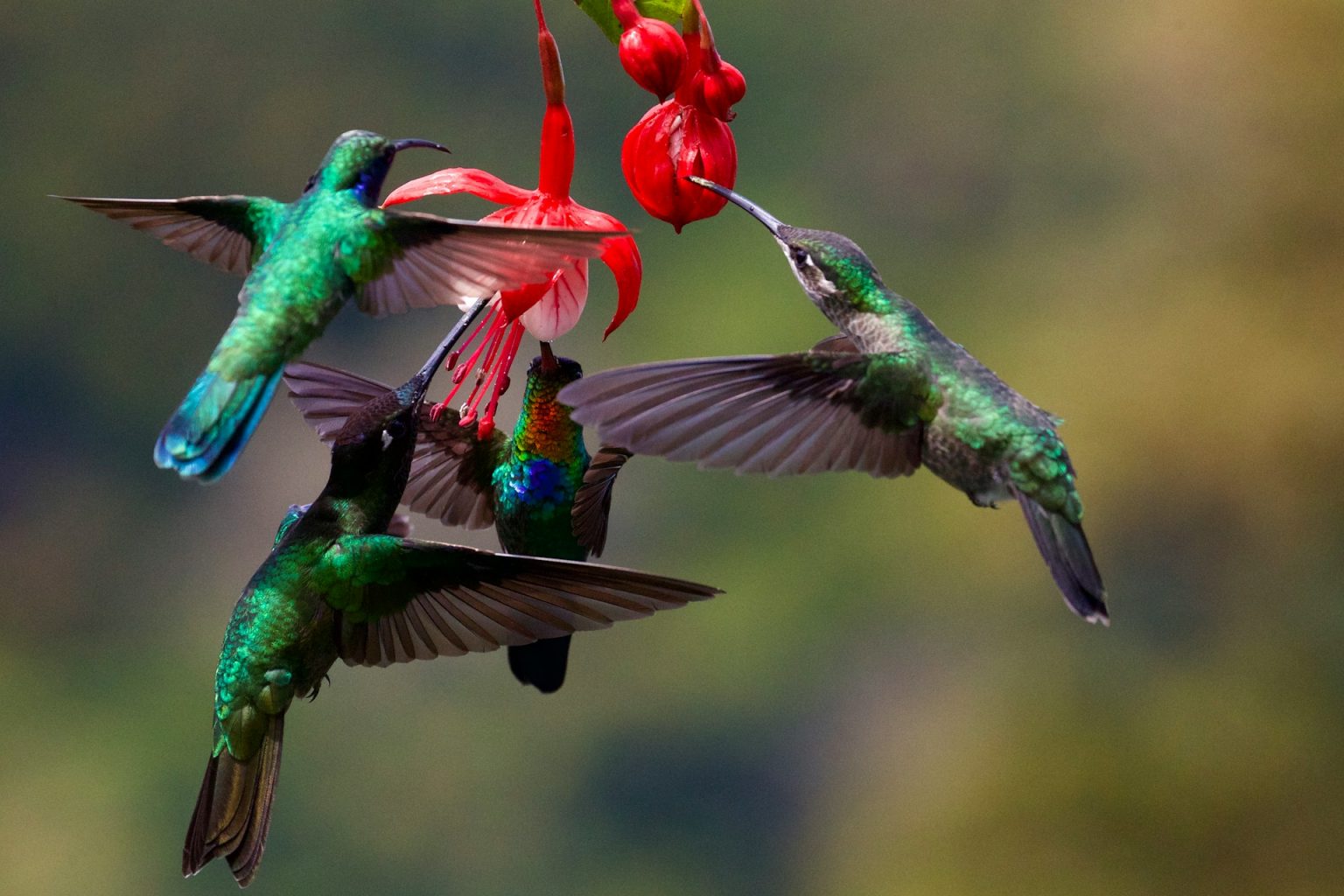 10 lucruri fascinante despre pasărea colibri | Zooland