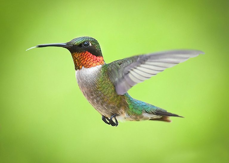 10 lucruri fascinante despre pasărea colibri | Zooland