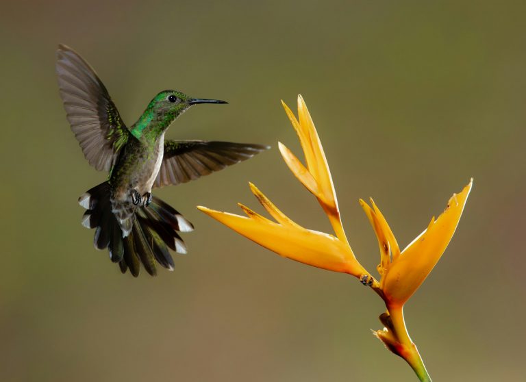 10 lucruri fascinante despre pasărea colibri | Zooland
