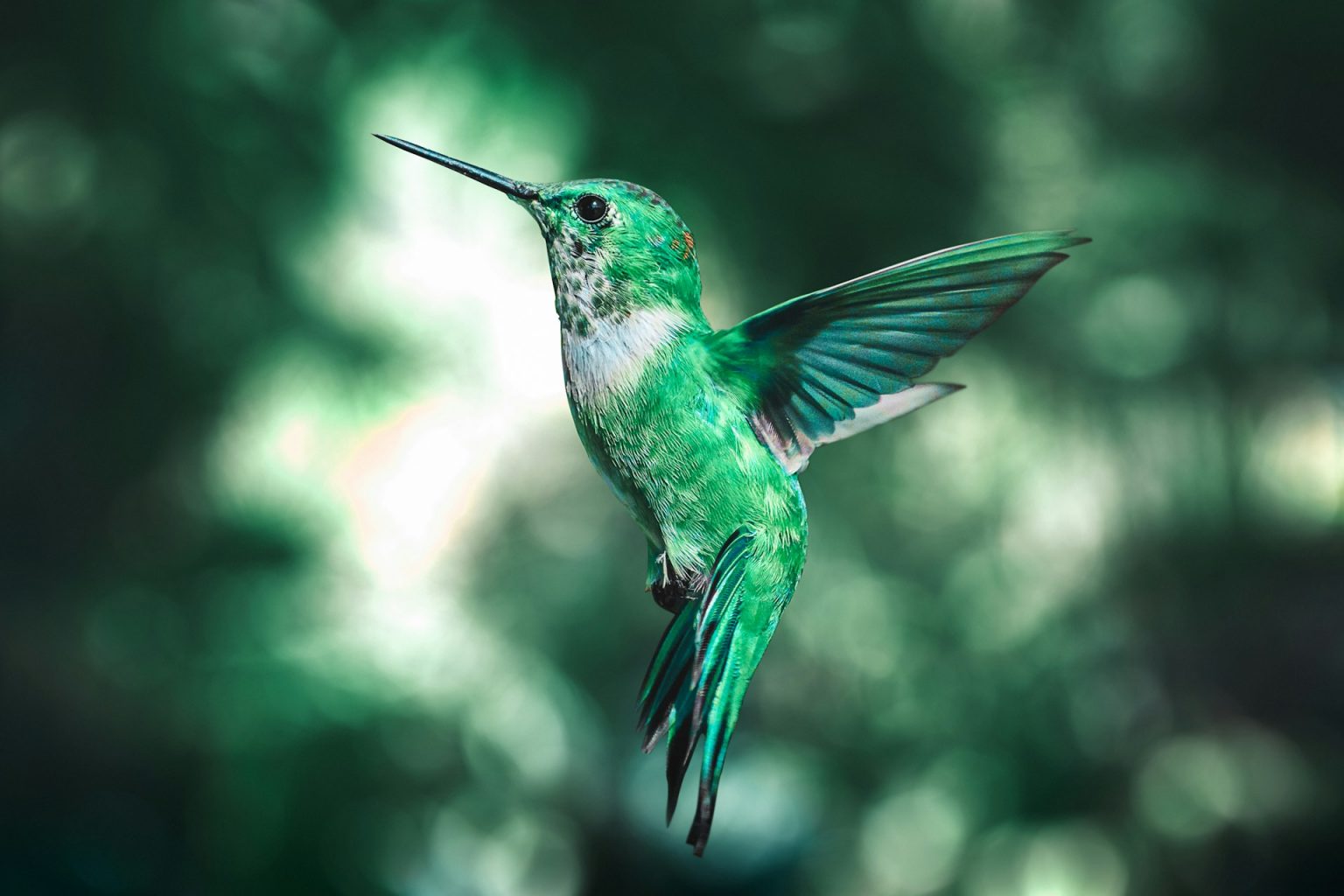 10 lucruri fascinante despre pasărea colibri | Zooland