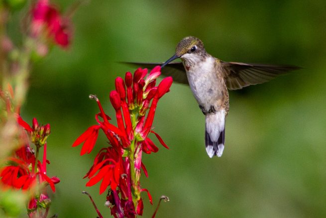 10 lucruri fascinante despre pasărea colibri | Zooland