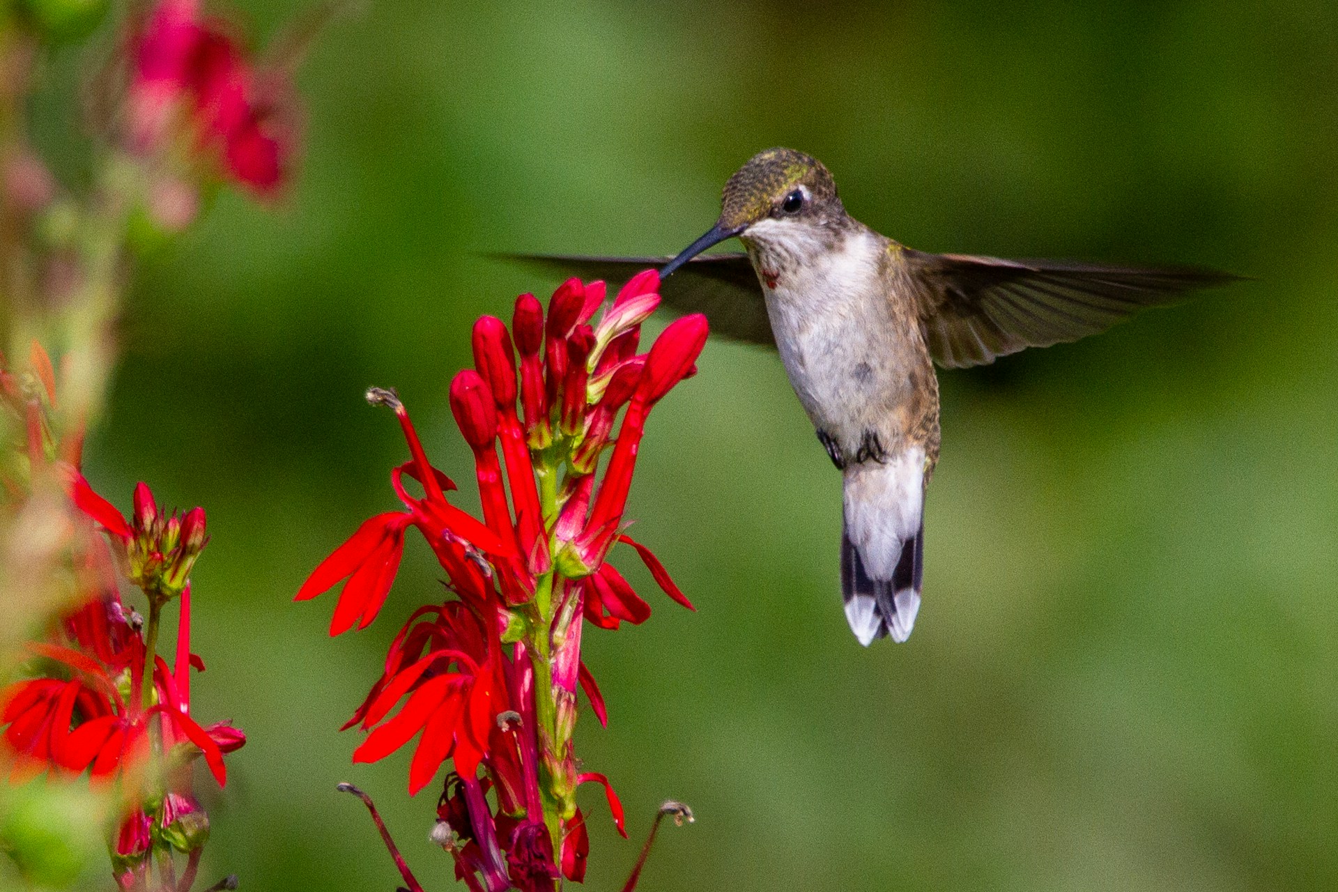 10 lucruri fascinante despre pasărea colibri | Zooland