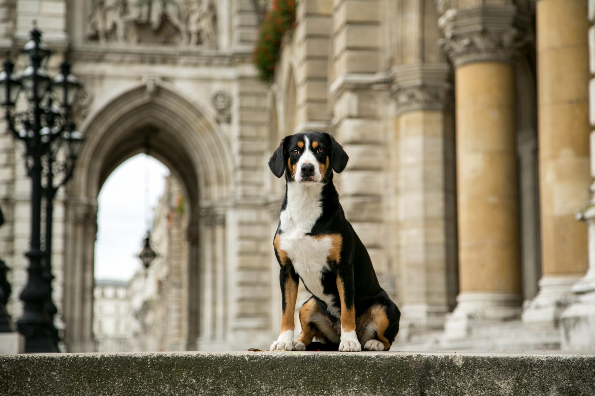 Pestele balon sau diodon holocanthus | Zooland