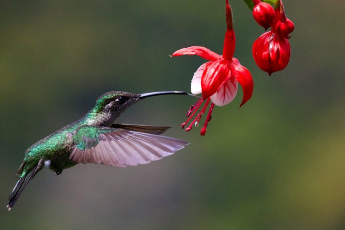 10 lucruri fascinante despre pasărea colibri | Zooland