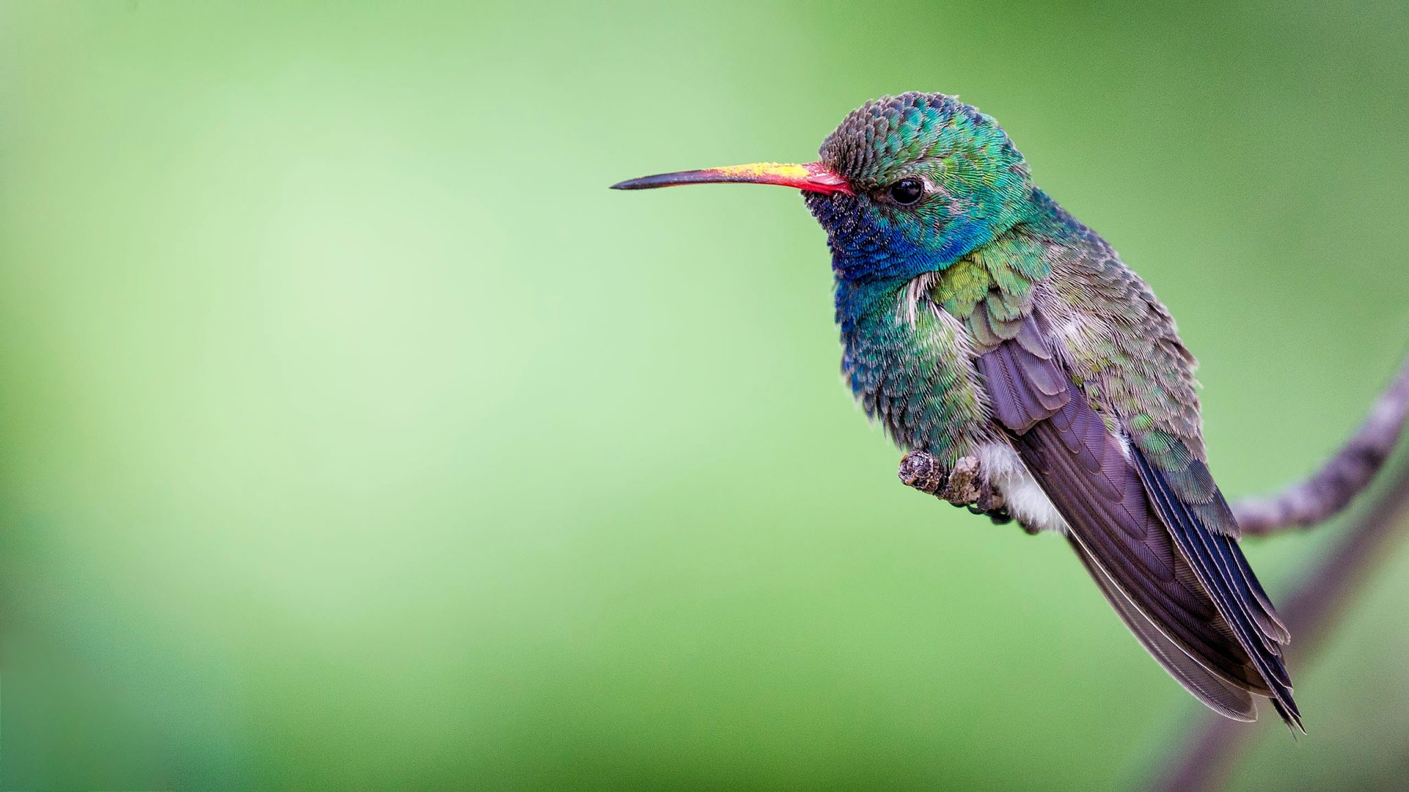 10 lucruri fascinante despre pasărea colibri | Zooland