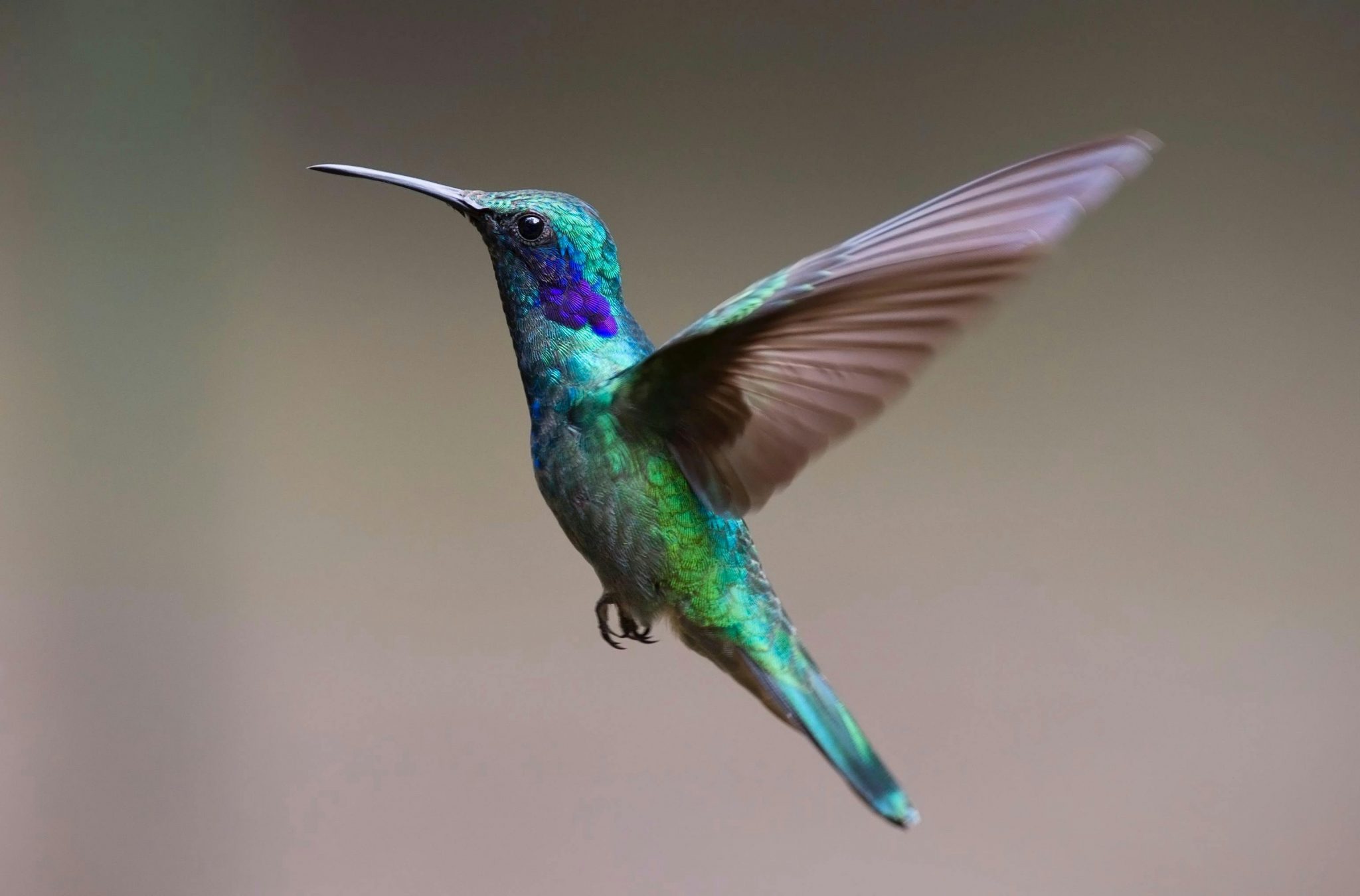 Colibri, cea mai mică pasăre din lume | Zooland