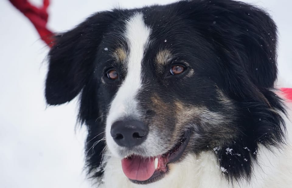 Ea este Loca, căţeluşa care-i va prelua „slujba“ tatălui Helios, primul ...