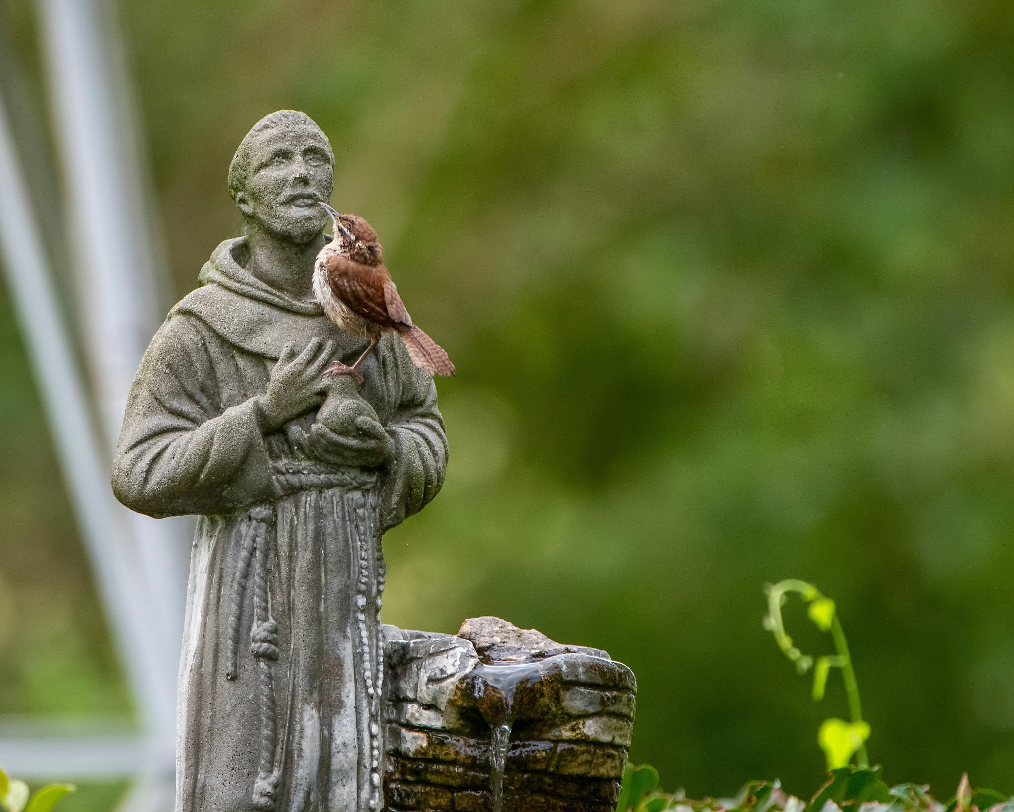 Papa Francisc și iubirea lui pentru animale - ce a spus și ce a făcut ...