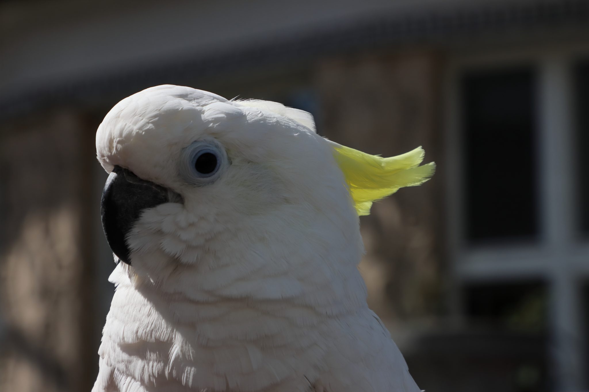 Este adevărat că papagalii pot face depresie? | Zooland