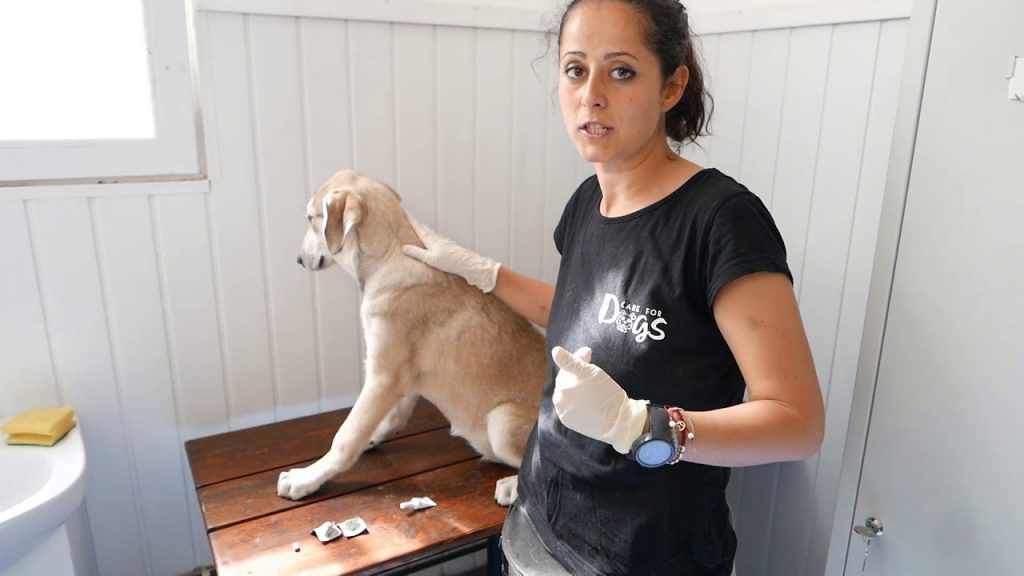 Deparazitarea externă la câini: cum se face corect și la ce perioadă ...