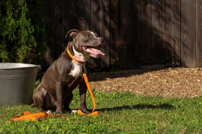 Pierderile urinare involuntare la caine | Zooland