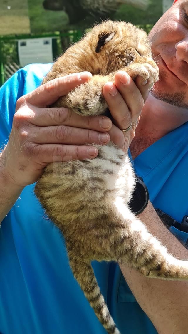 Un pui de ligru s-a născut la o grădină zoologică