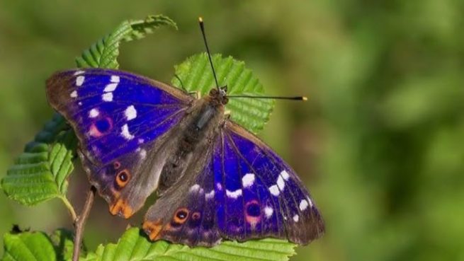 Fluturele rar, împăratul purpuriu, atinge un „moment de glorie” într-un ...