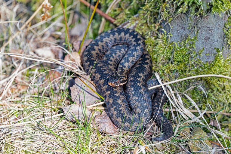 Vipera berus, cel mai răspândit șarpe veninos din România. Cum o ...