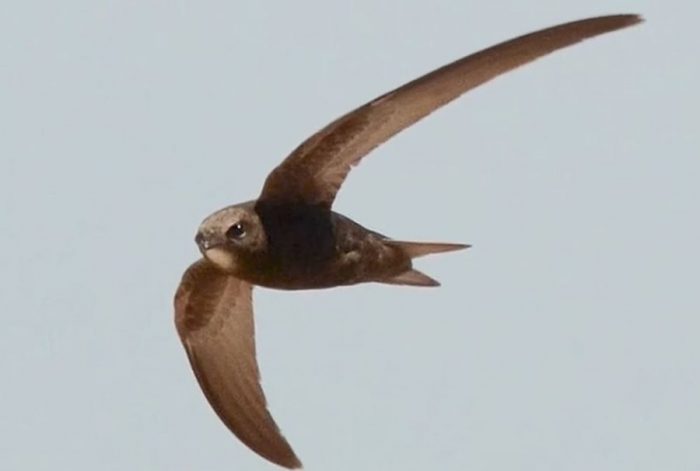 Puii de drepnea sunt învăţaţi să zboare cu ajutorul voluntarilor. Unde ...