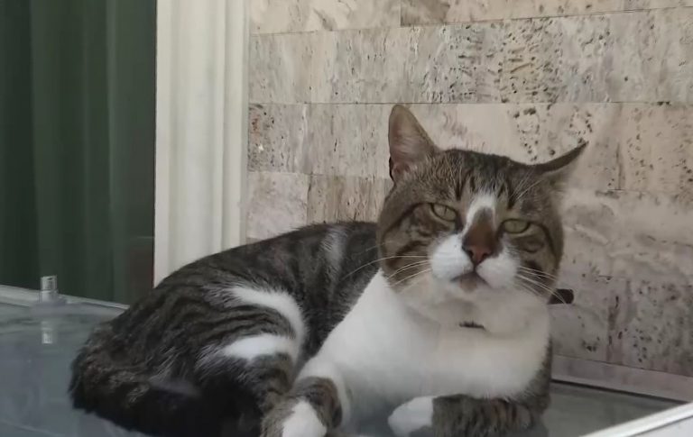 Aslan, motanul din Vama Veche care îi „ghidează” pe turiști la ...