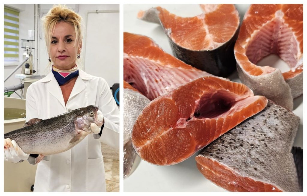 Păstrăvul curcubeu, o nouă specie de pește din Marea Neagră | Zooland