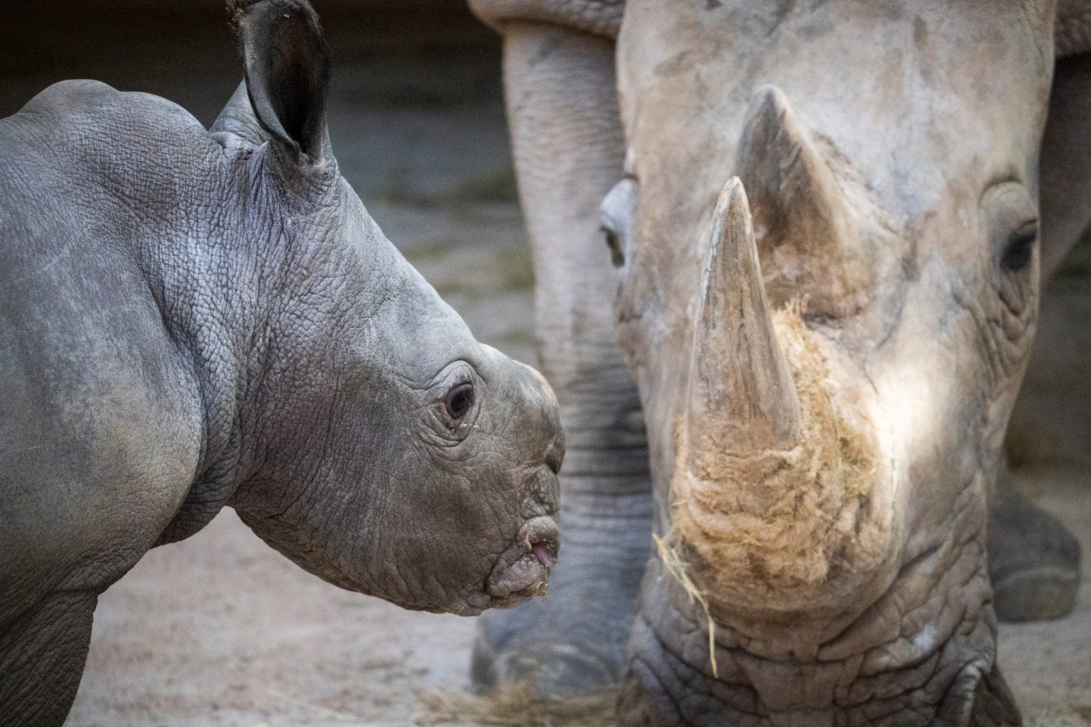 Eveniment rar la o grădină zoologică din Valencia. Un pui de rinocer ...