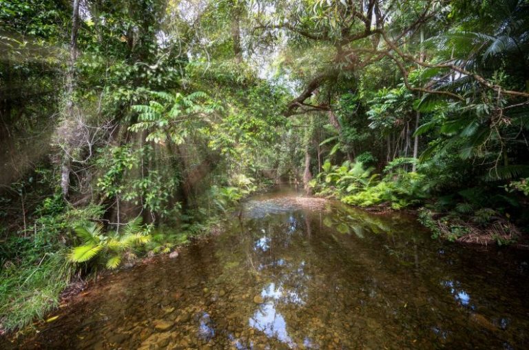 Fenomen șocant în pădurea amazoniană. Lacul Tefé, transformat într-un ...