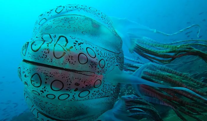 Chirodectes maculatus, meduza extrem de rară care a fost filmată doar ...