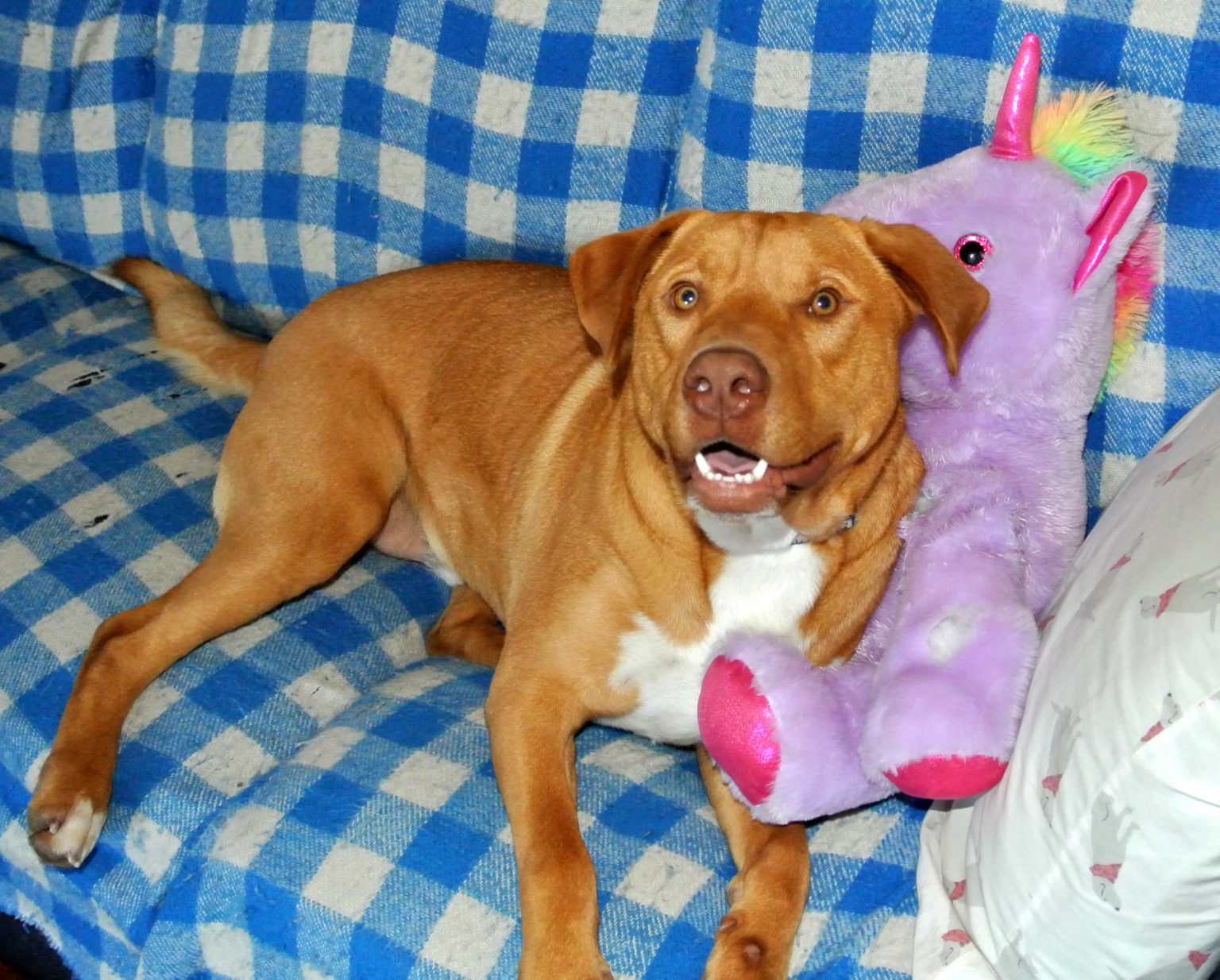 Povestea câinelui maidanez care a furat de 5 ori aceeași jucărie de ...