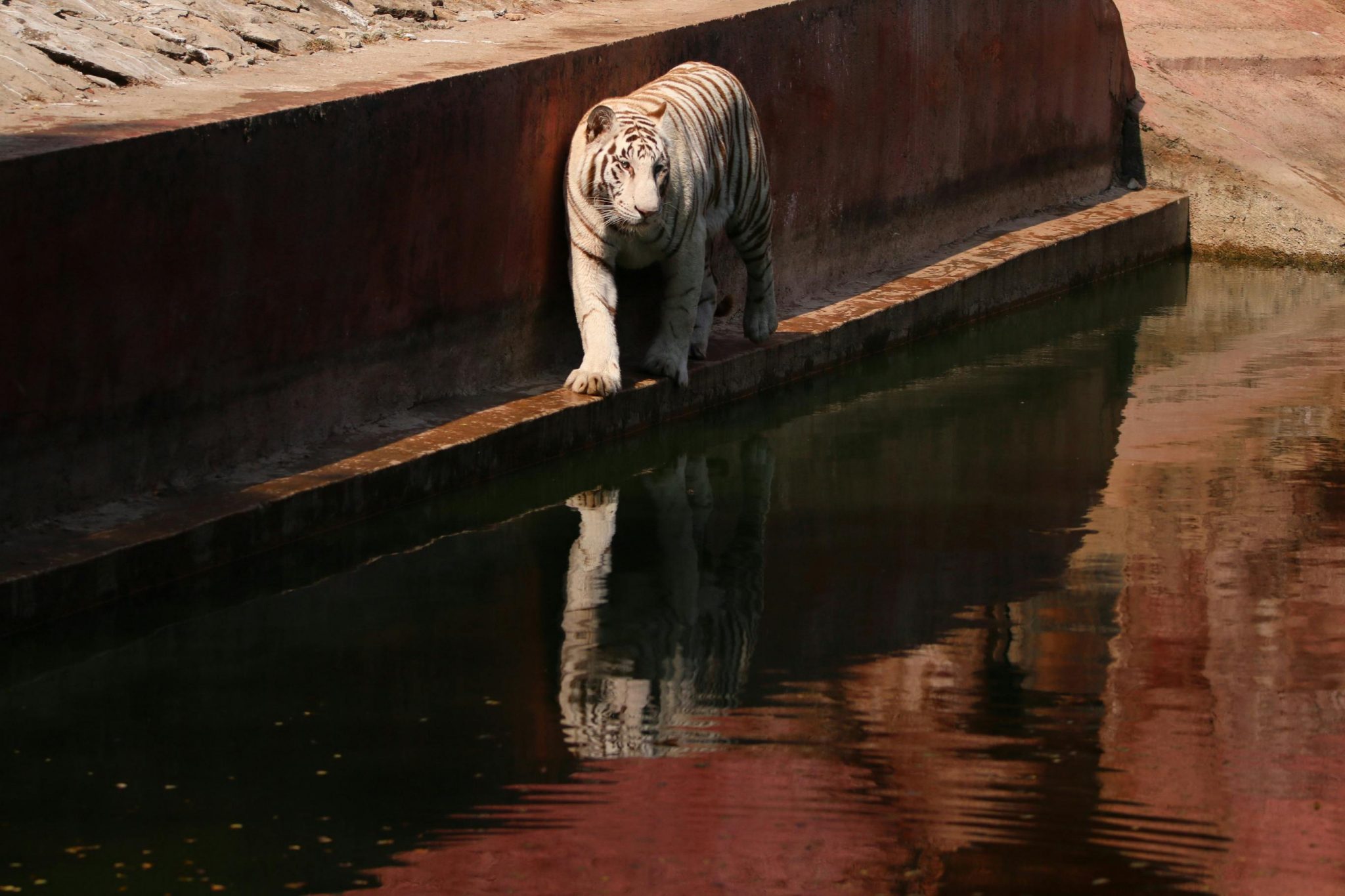 Povestea lui Kenny, tigrul alb cu botul deformat. Care a fost motivul ...