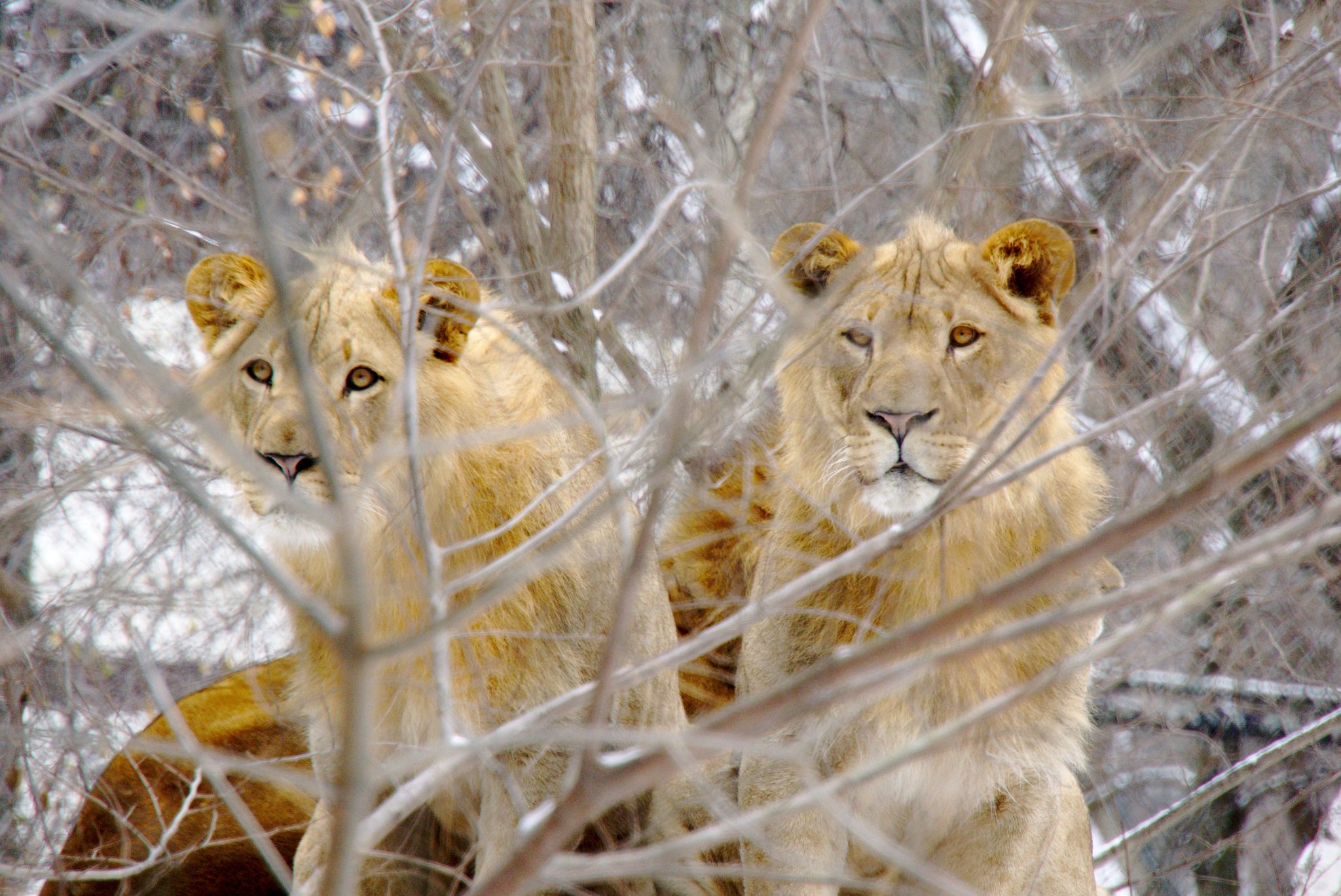 Moment adorabil: leii de la Zoo din Londra descoperă un lac înghețat ...