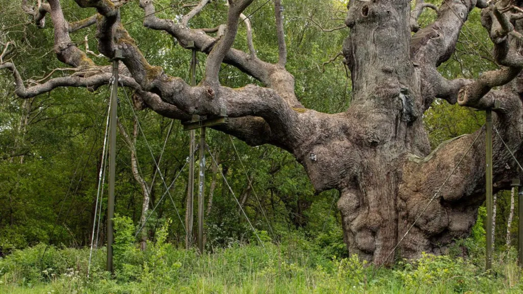 Stejarul Major Oak din Pădurea Sherwood, simbol al legendei lui Robin ...